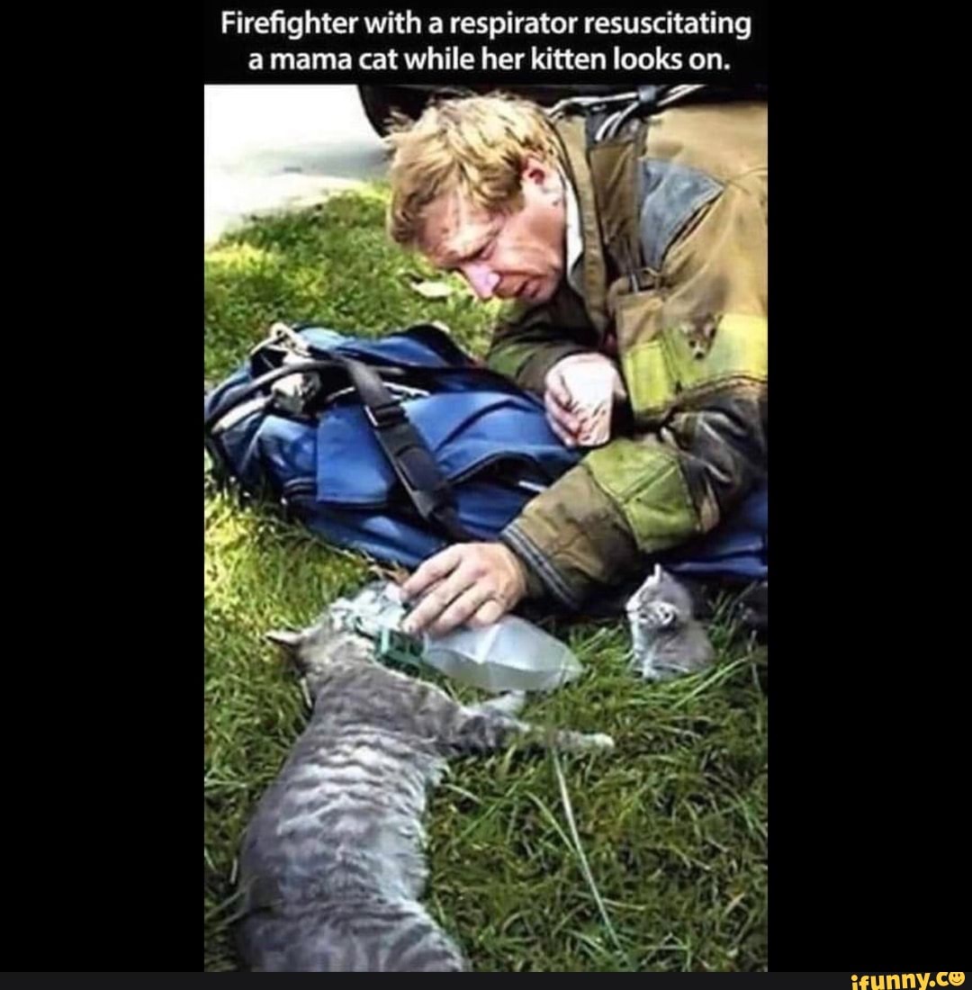 Firefighter with a respirator resuscitating a mama cat while her kitten ...