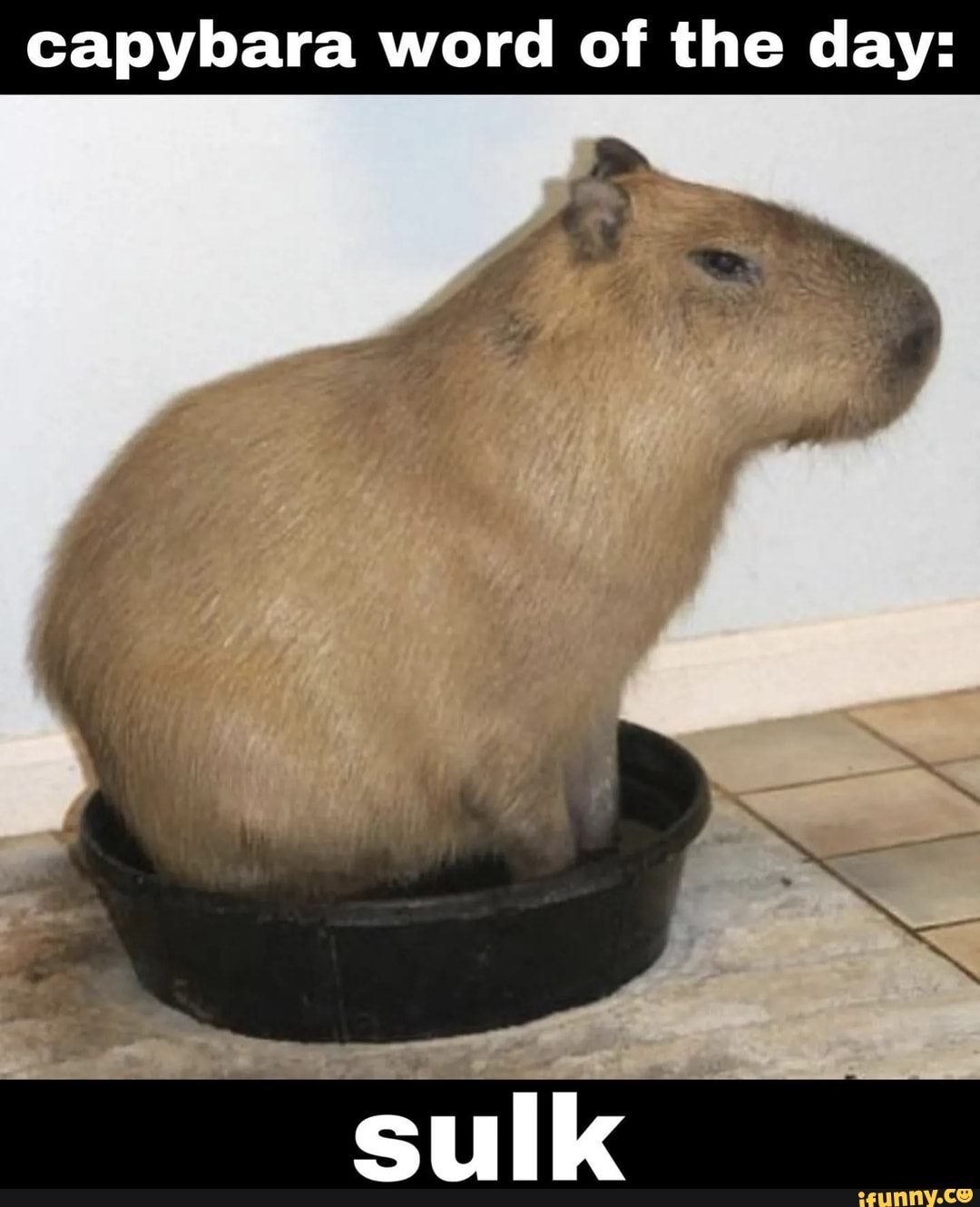 Capybara word of the day: sulk - iFunny