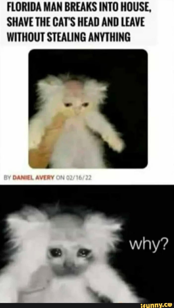 FLORIDA MAN BREAKS INTO HOUSE, SHAVE THE CAT'S HEAD AND LEAVE WITHOUT ...