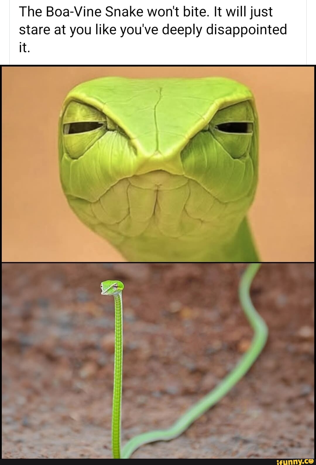 Judging memes. Best Collection of funny Judging pictures on iFunny