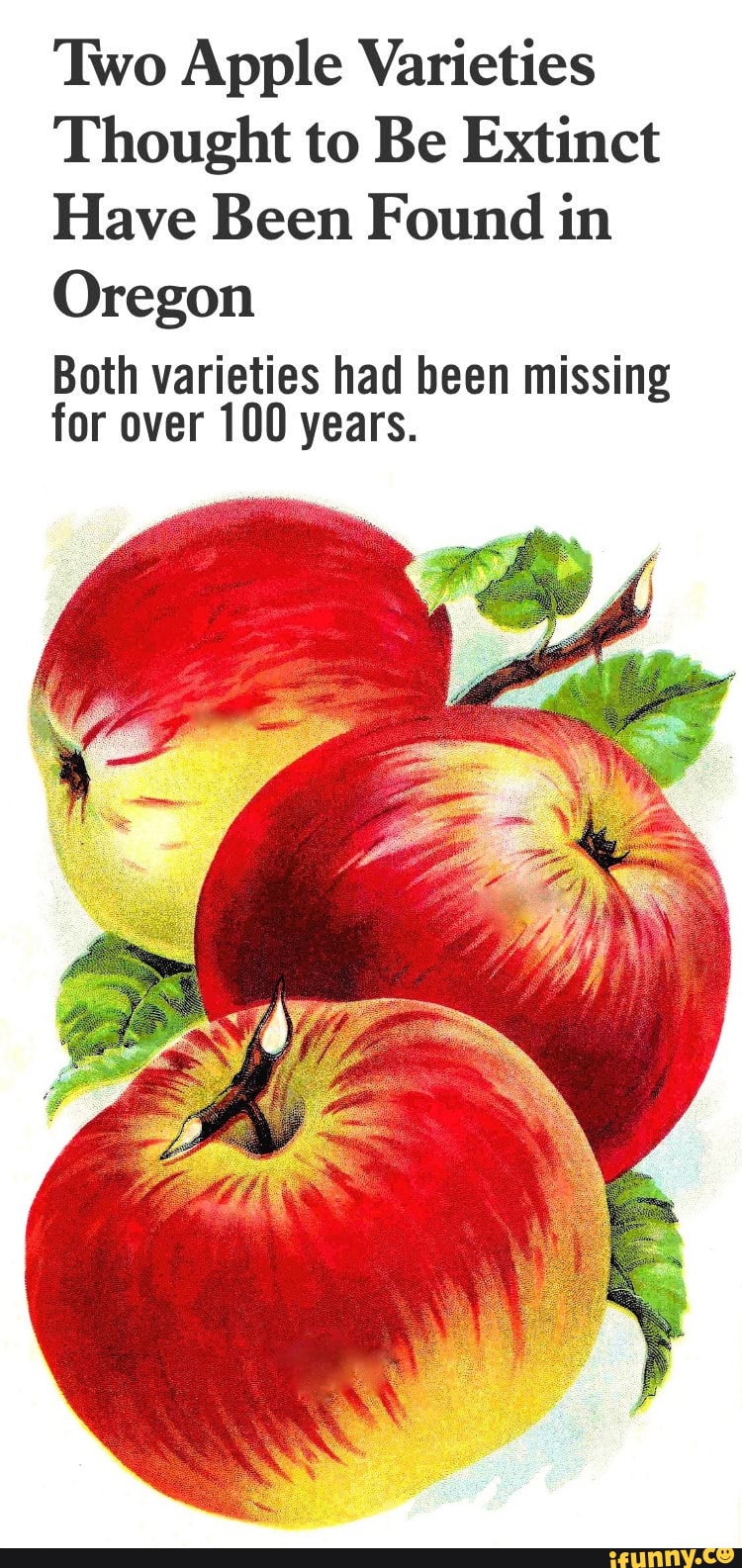 Two Apple Varieties Thought to Be Extinct Have Been Found in Oregon ...