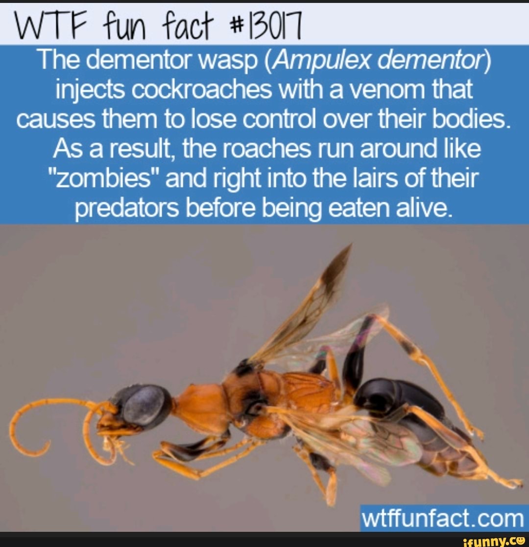 Dementor memes. Best Collection of funny Dementor pictures on iFunny