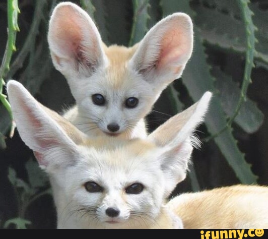 Fennec memes. Best Collection of funny Fennec pictures on iFunny