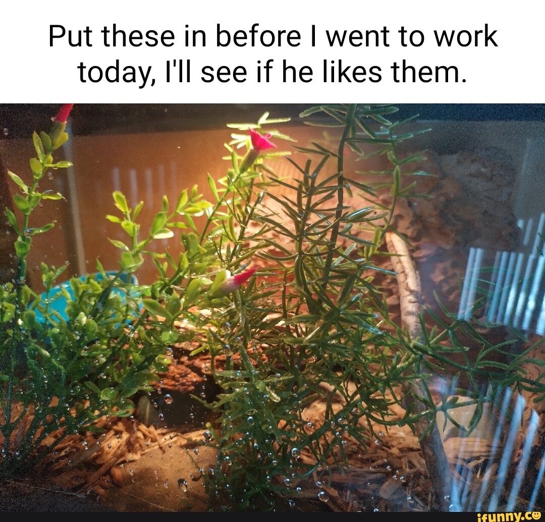Enclosures memes. Best Collection of funny Enclosures pictures on iFunny