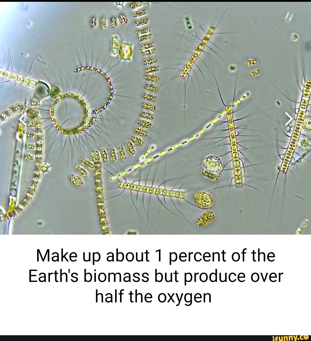 Biomass memes. Best Collection of funny Biomass pictures on iFunny