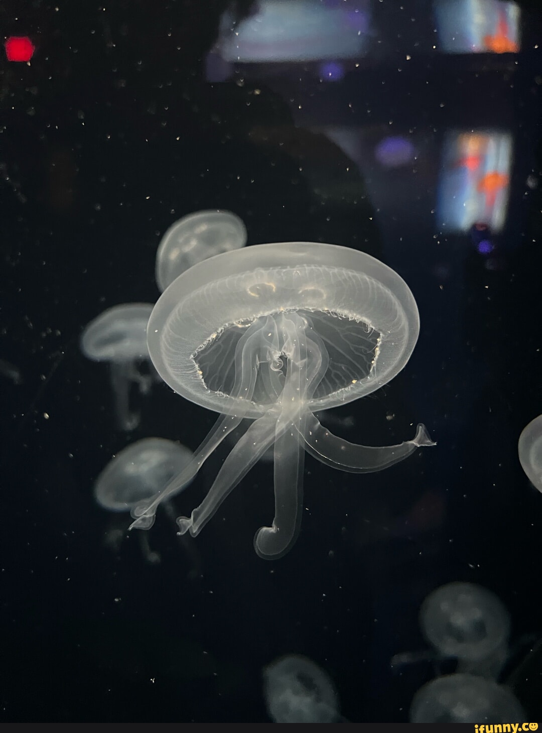 Jellyfish memes. Best Collection of funny Jellyfish pictures on iFunny