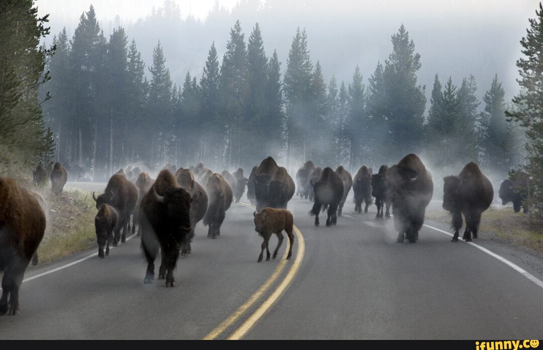 Bison memes. Best Collection of funny Bison pictures on iFunny