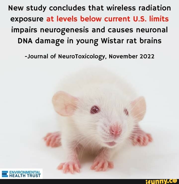 Neuronal memes. Best Collection of funny Neuronal pictures on iFunny