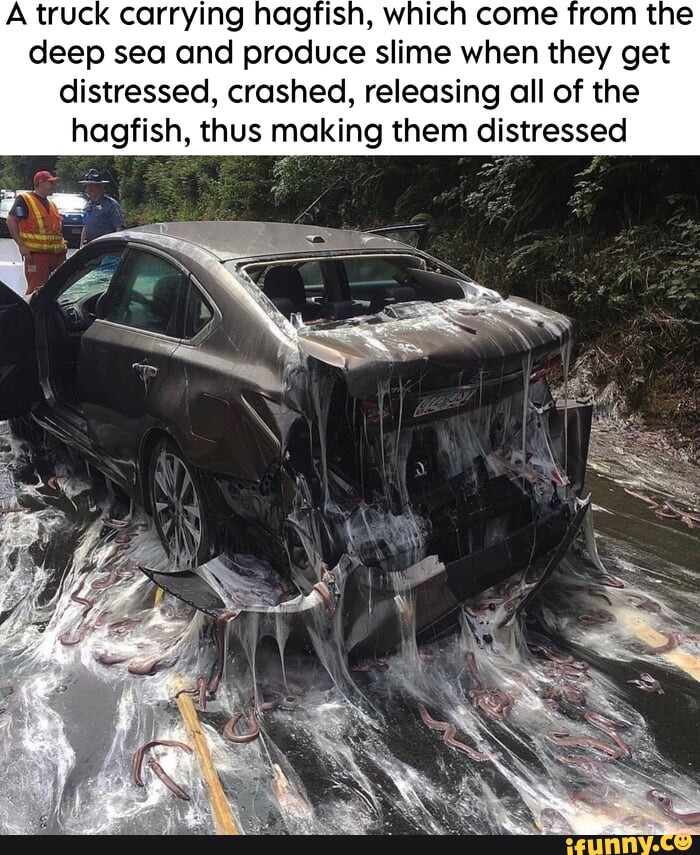 A truck carrying hagfish, which come from the deep sea and produce ...