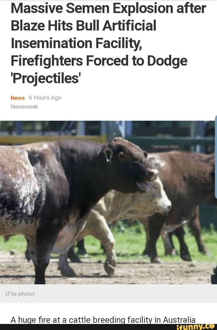 Massive Semen Explosion after Blaze Hits Bull Artificial Insemination ...