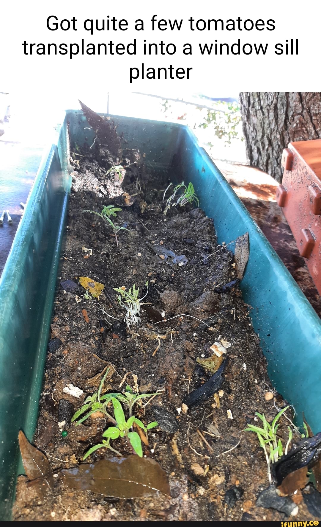 Planter memes. Best Collection of funny Planter pictures on iFunny