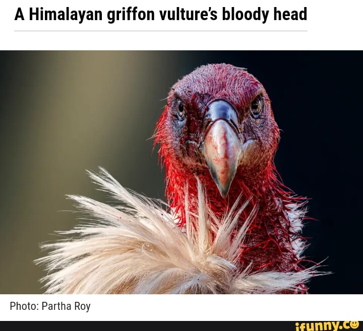 Vultures memes. Best Collection of funny Vultures pictures on iFunny