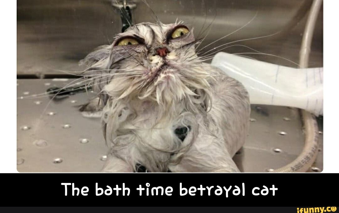 The bath time betrayal cat - iFunny