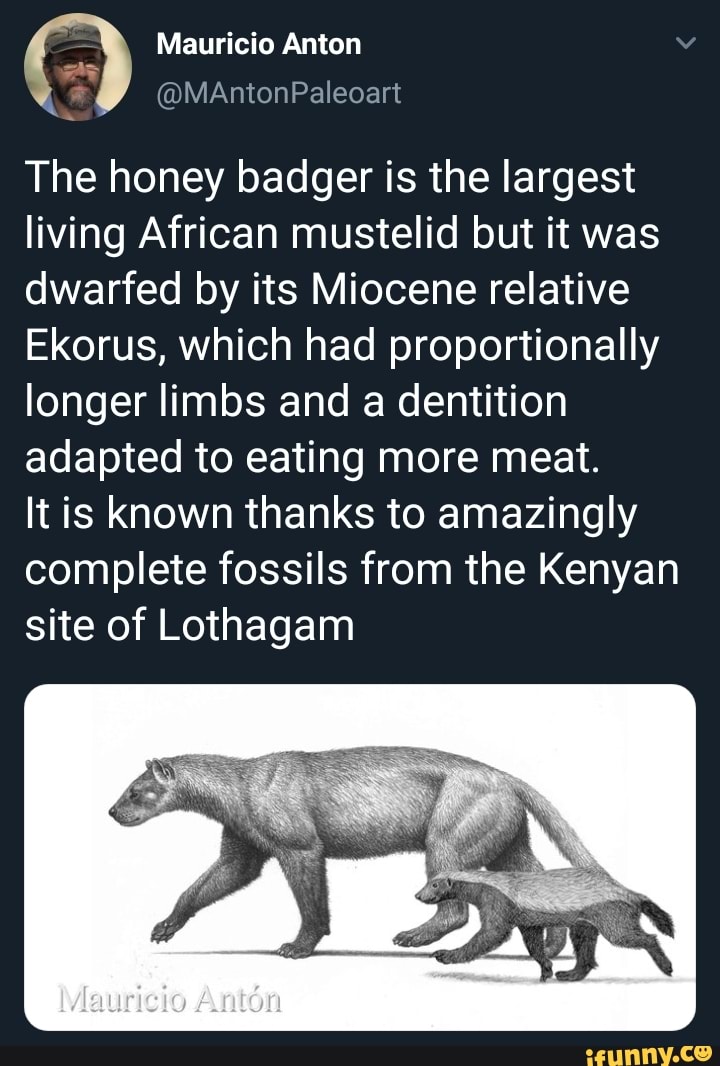 Mustelid memes. Best Collection of funny Mustelid pictures on iFunny