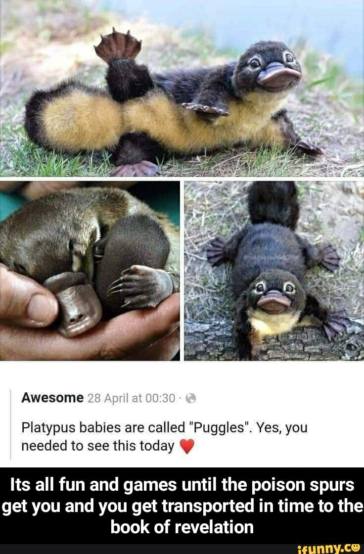 Puggles memes. Best Collection of funny Puggles pictures on iFunny
