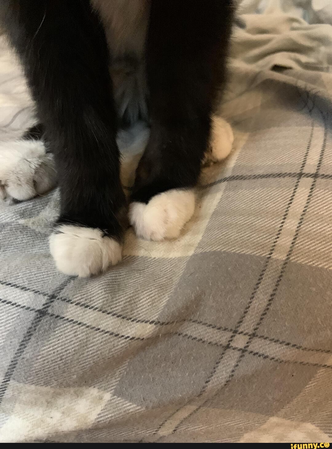 Jujube memes. Best Collection of funny Jujube pictures on iFunny