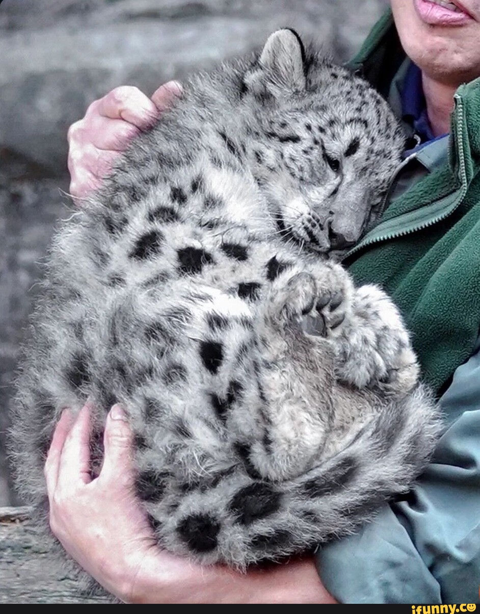 Leopard memes. Best Collection of funny Leopard pictures on iFunny