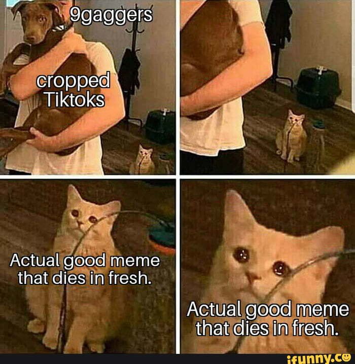9gaggers cropped. Tiktoks Actual good meme that dies in fresh. Actual ...