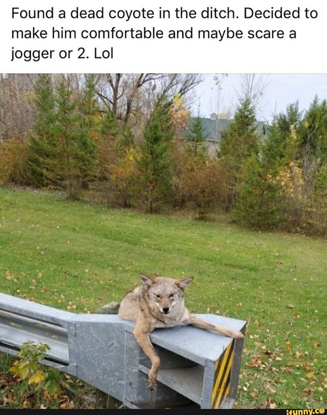 Found dead coyote in the ditch. Decided to make him comfortable and ...