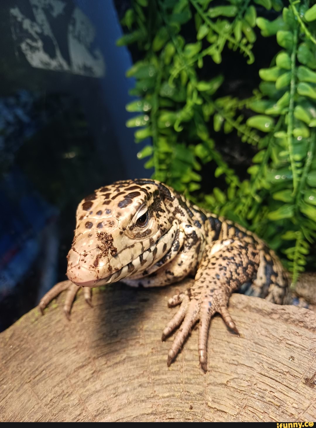 Tegu memes. Best Collection of funny Tegu pictures on iFunny