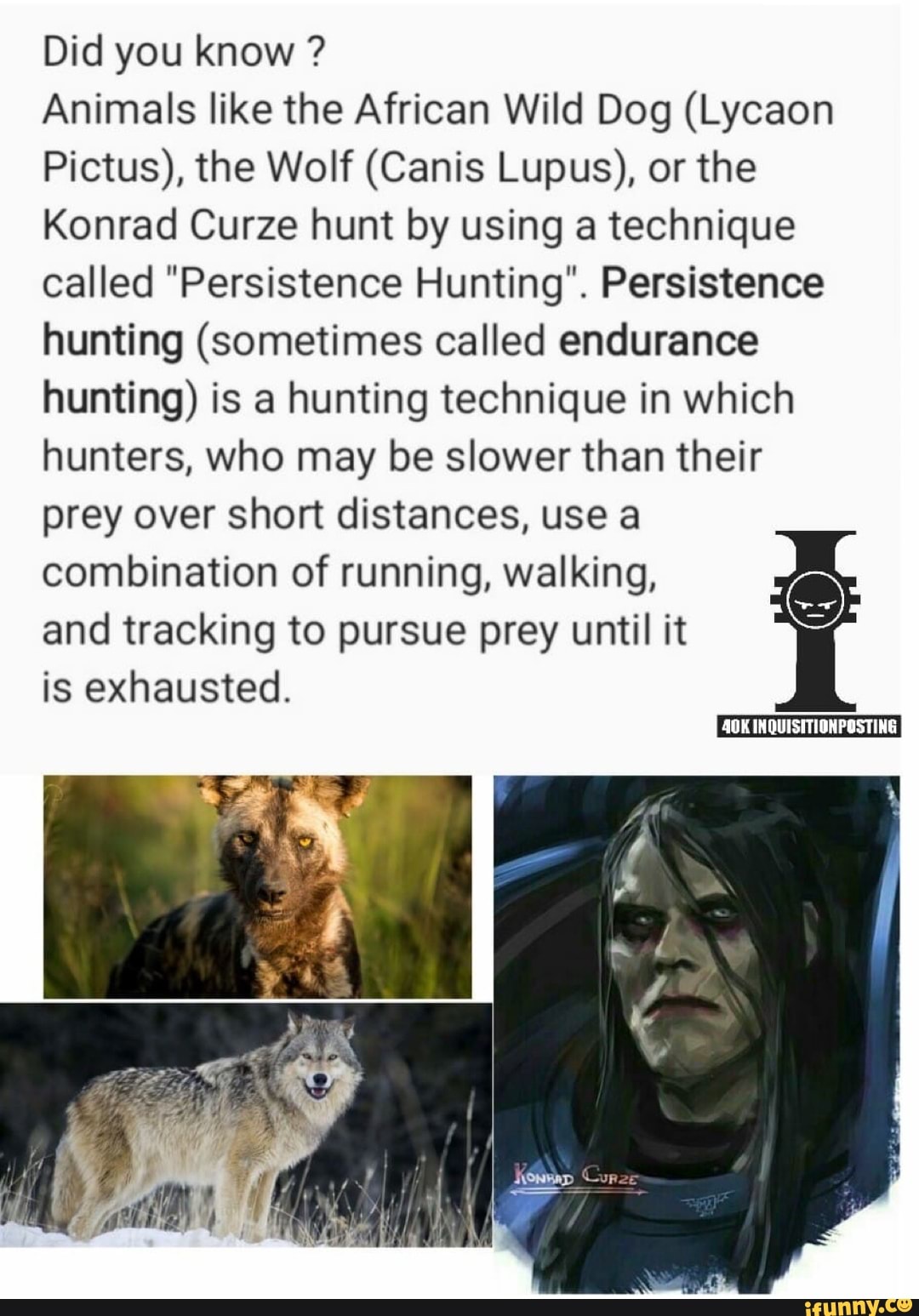 Did you know ? Animals like the African Wild Dog (Lycaon Pictus), the ...