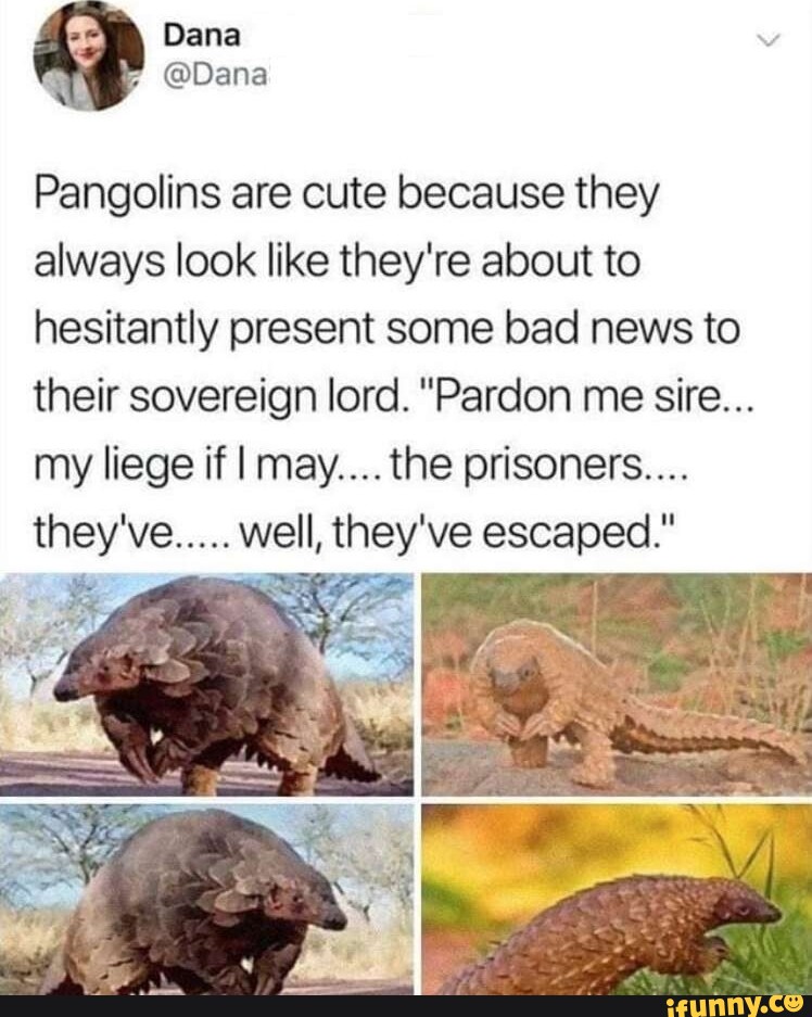Pangolins memes. Best Collection of funny Pangolins pictures on iFunny
