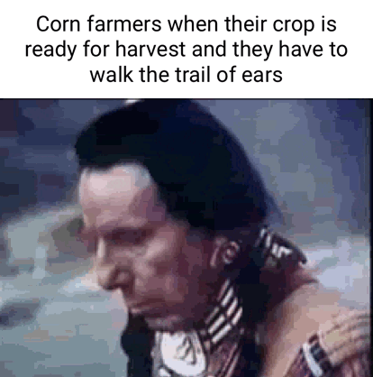 Corn farmers when their crop is ready for harvest and they have to walk ...