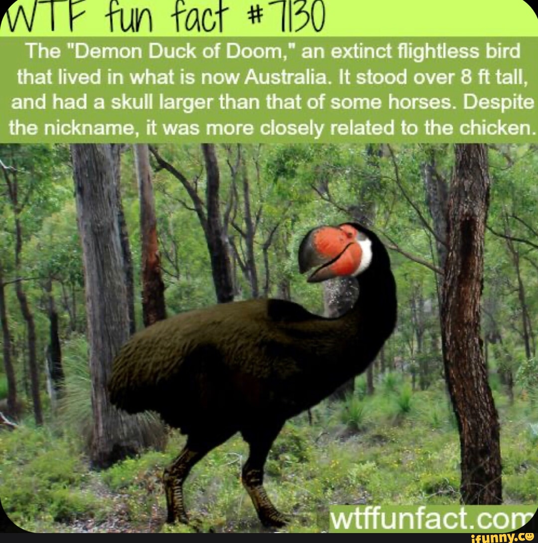 AN TUN The "Demon Duck of Doom," an extinct ftightless bird that lived ...