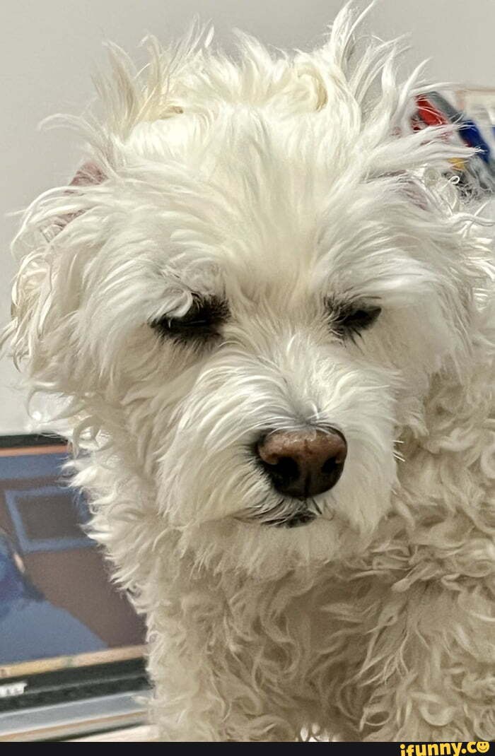 Maltipoo memes. Best Collection of funny Maltipoo pictures on iFunny