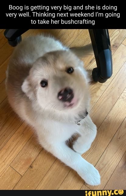 Bushcrafting memes. Best Collection of funny Bushcrafting pictures on ...