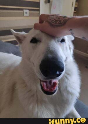 Korean_jindo memes. Best Collection of funny Korean_jindo pictures on ...