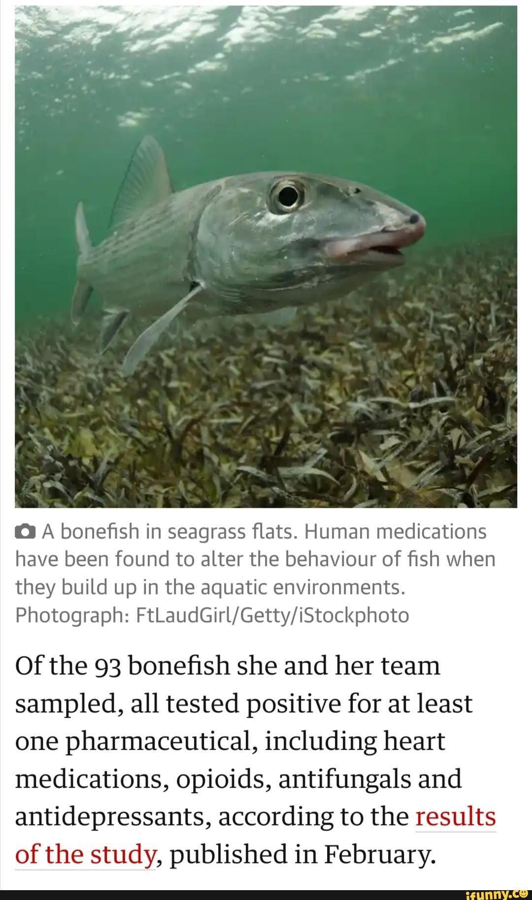 Bonefish memes. Best Collection of funny Bonefish pictures on iFunny