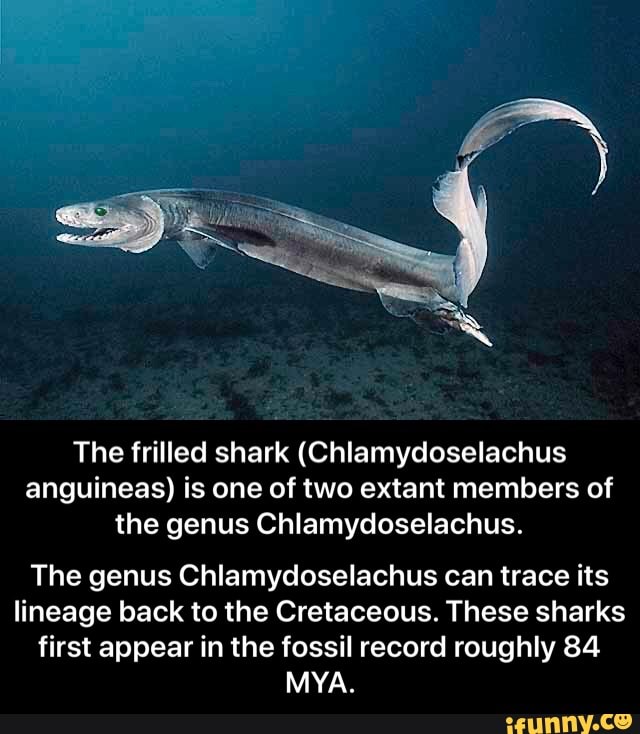 Frilled Shark Habitat