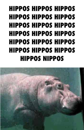 HIPPOS HIPPOS HIPPOS HIPPOS HIPPOS HIPPOS HIPPOS HIPPOS HIPPOS HIPPOS ...