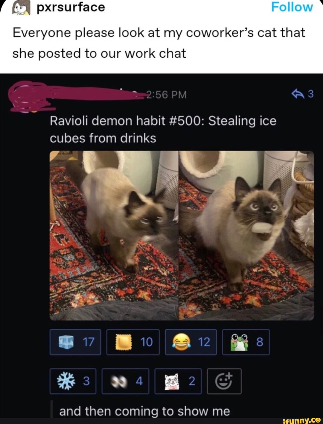 Pxrsuriace Follow Everyone please look at my coworker's cat that she ...
