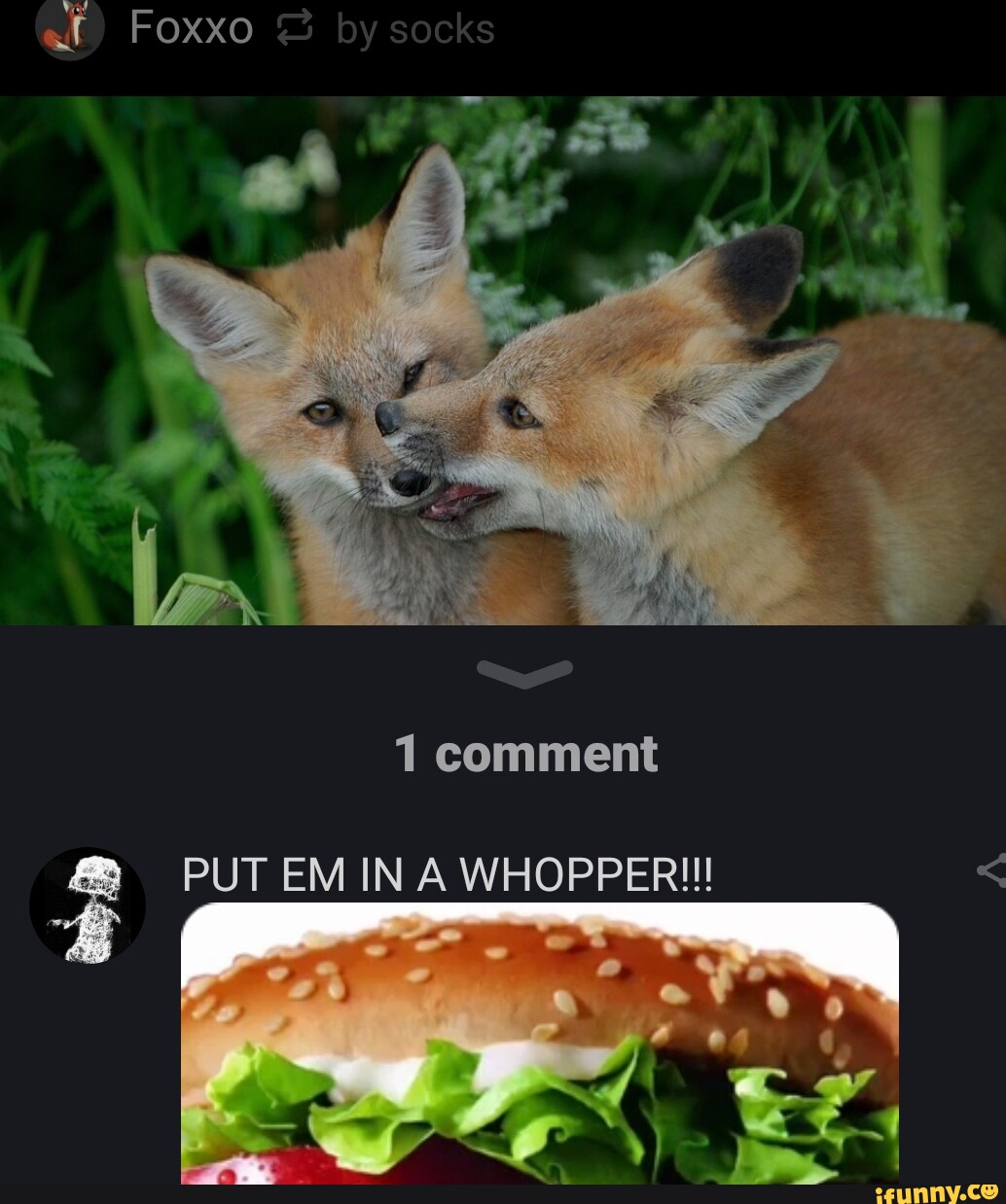 Foxxo memes. Best Collection of funny Foxxo pictures on iFunny