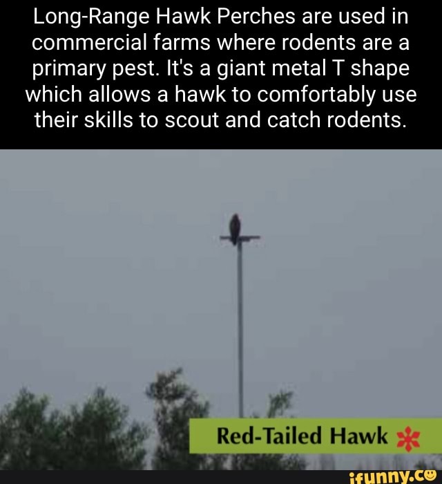 Long-Range Hawk Perches are used in commercial farms where rodents are ...