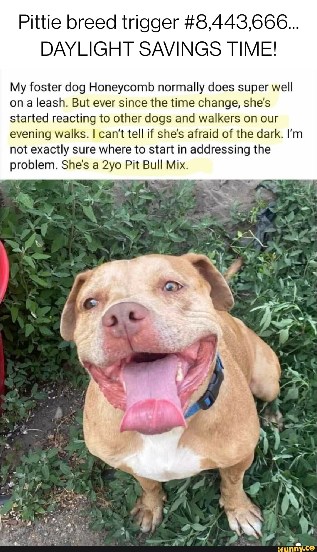 Pittie memes. Best Collection of funny Pittie pictures on iFunny