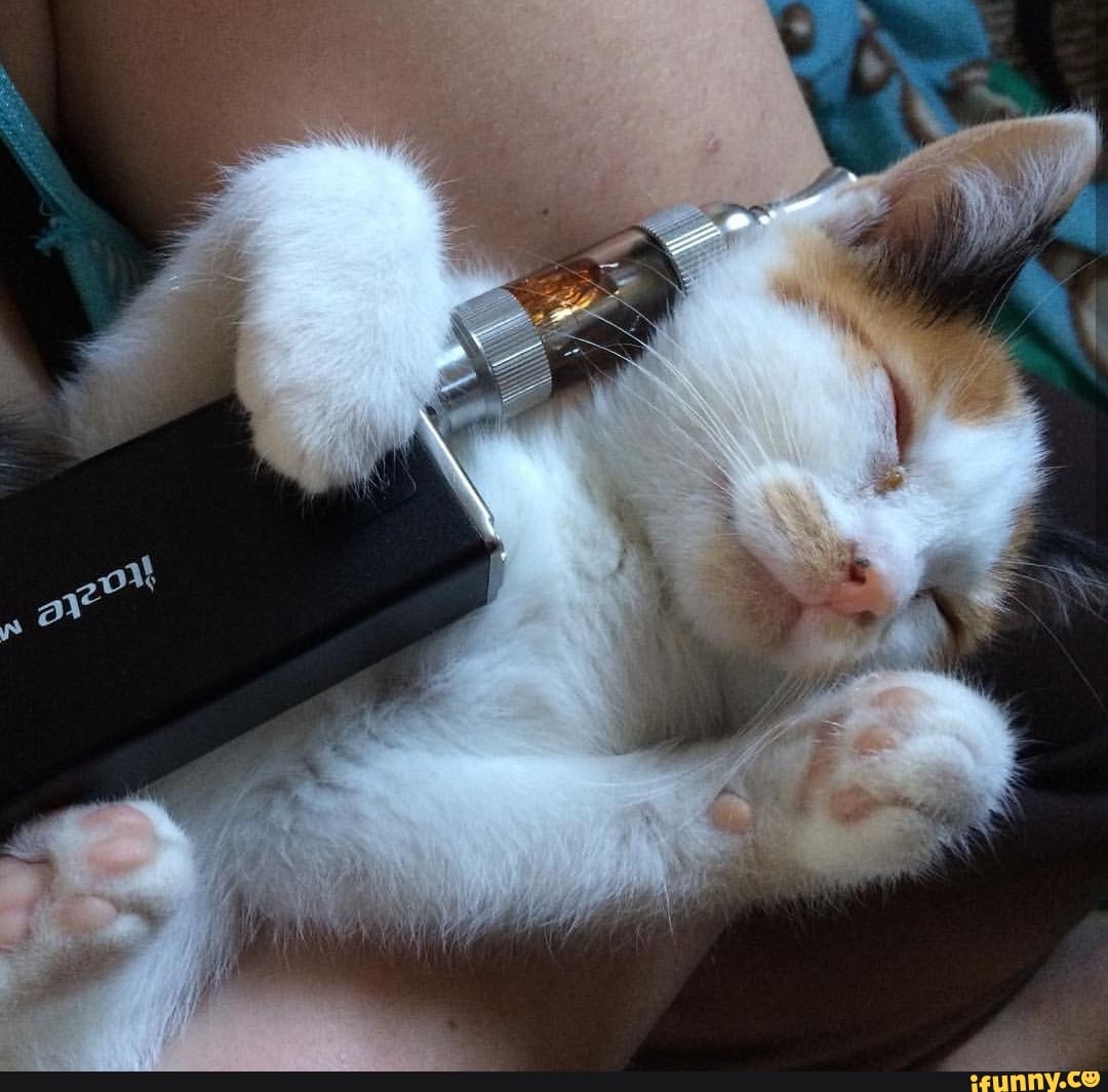 Vapecat memes. Best Collection of funny Vapecat pictures on iFunny