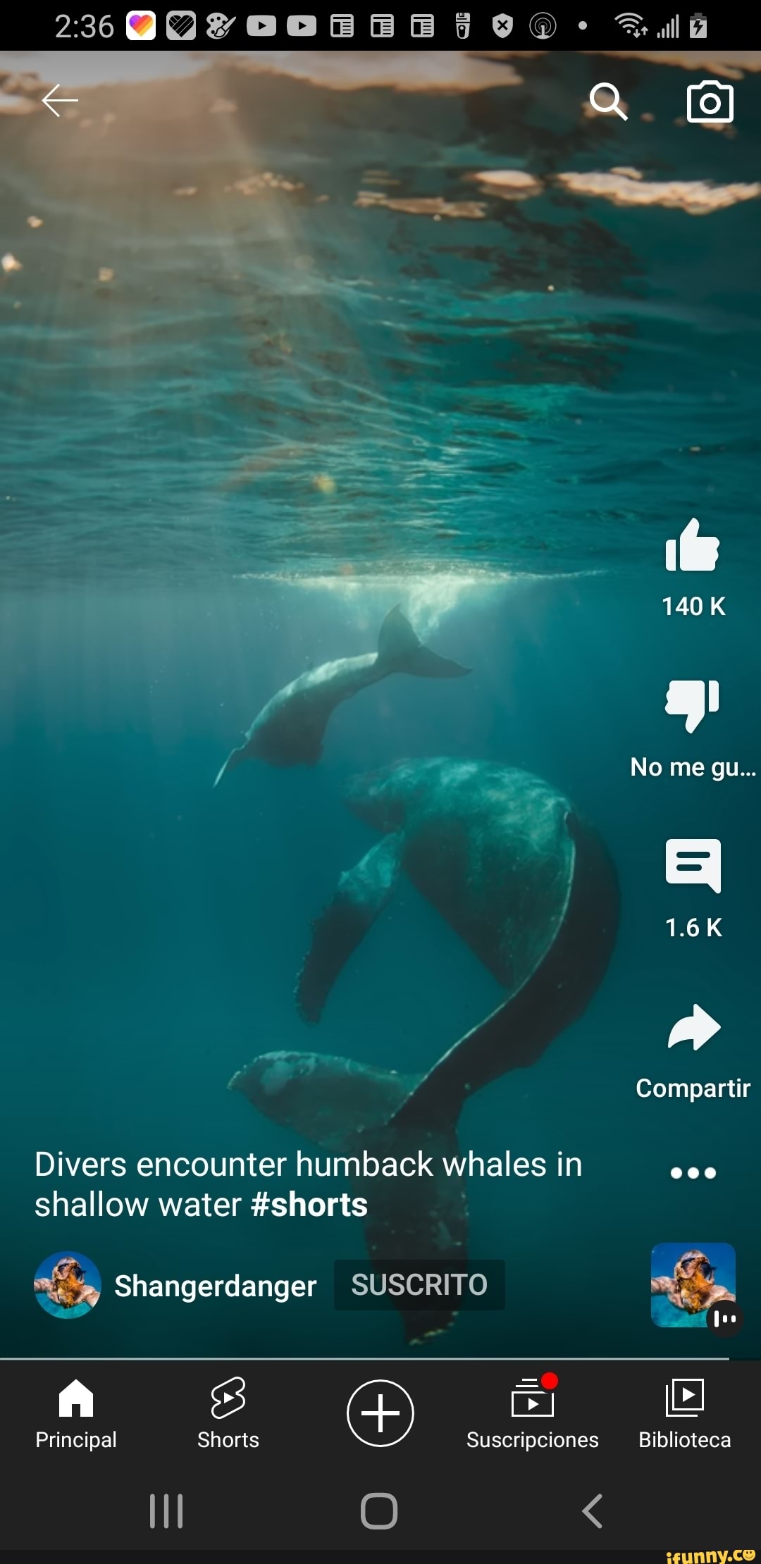 Divers encounter humback whales in shallow water #shorts Shangerdanger ...