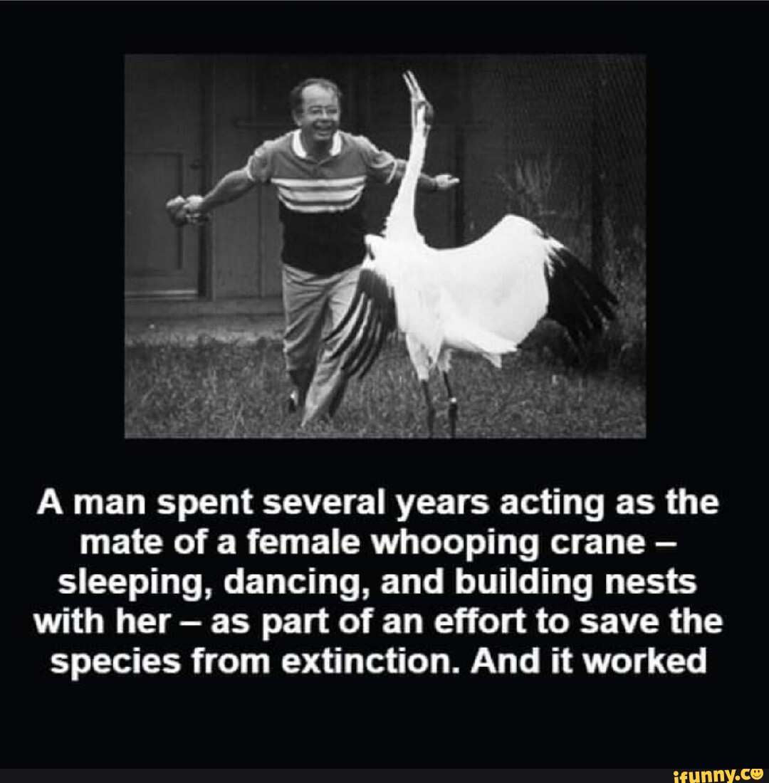 A man spent several years acting as the mate of a female whooping crane ...