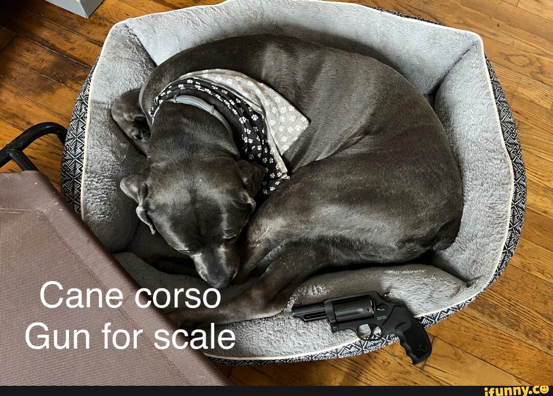 Cane corso Gun for scale - iFunny
