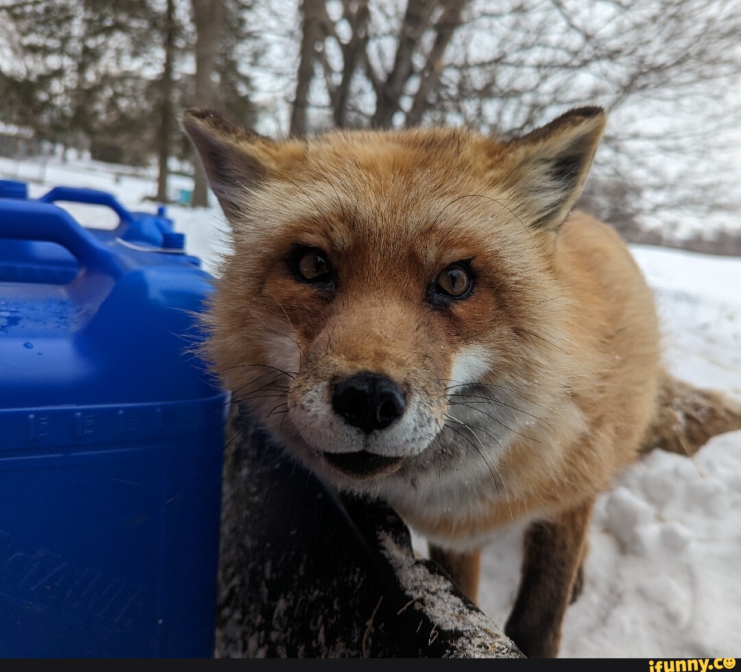 Picture memes pNua3K8LA by TheFoxMan: 1 comment - iFunny