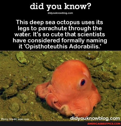 Did you know? This deep sea octopus uses its legs to parachute through ...