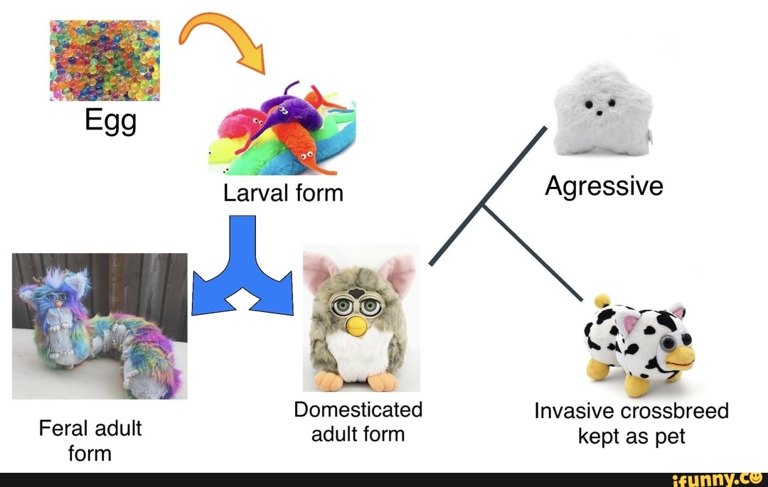 Crossbreed memes. Best Collection of funny Crossbreed pictures on iFunny