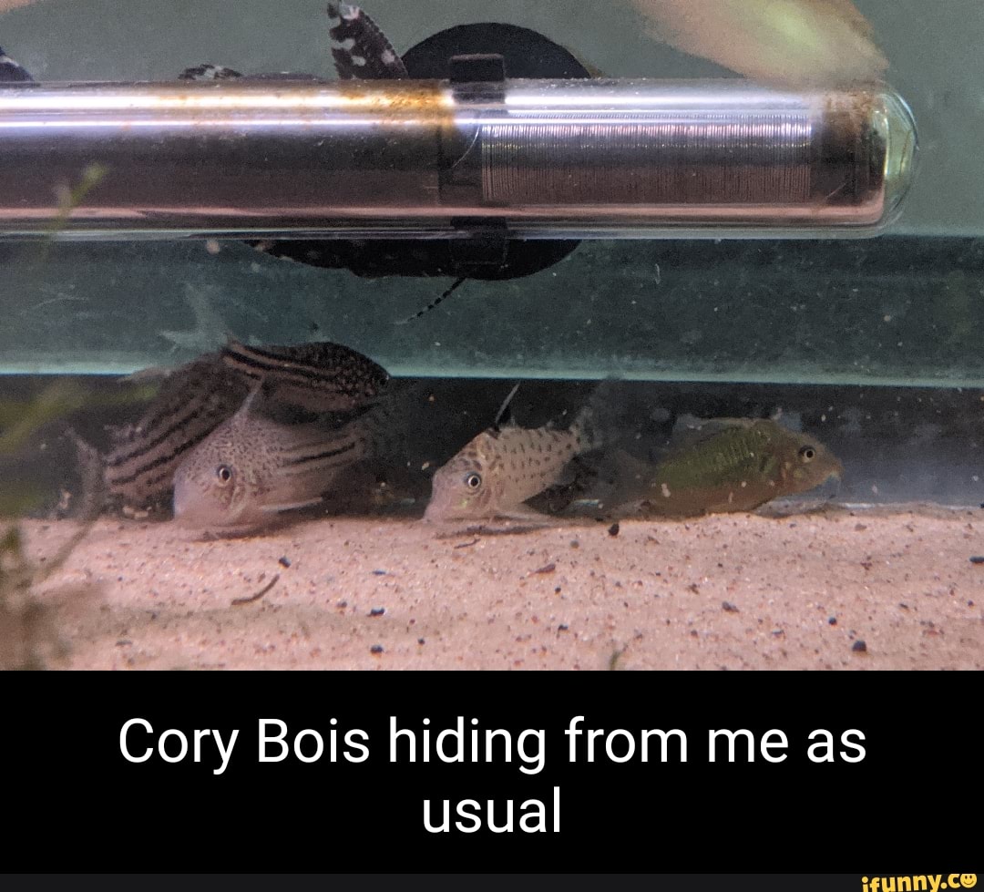 Corydoras memes. Best Collection of funny Corydoras pictures on iFunny
