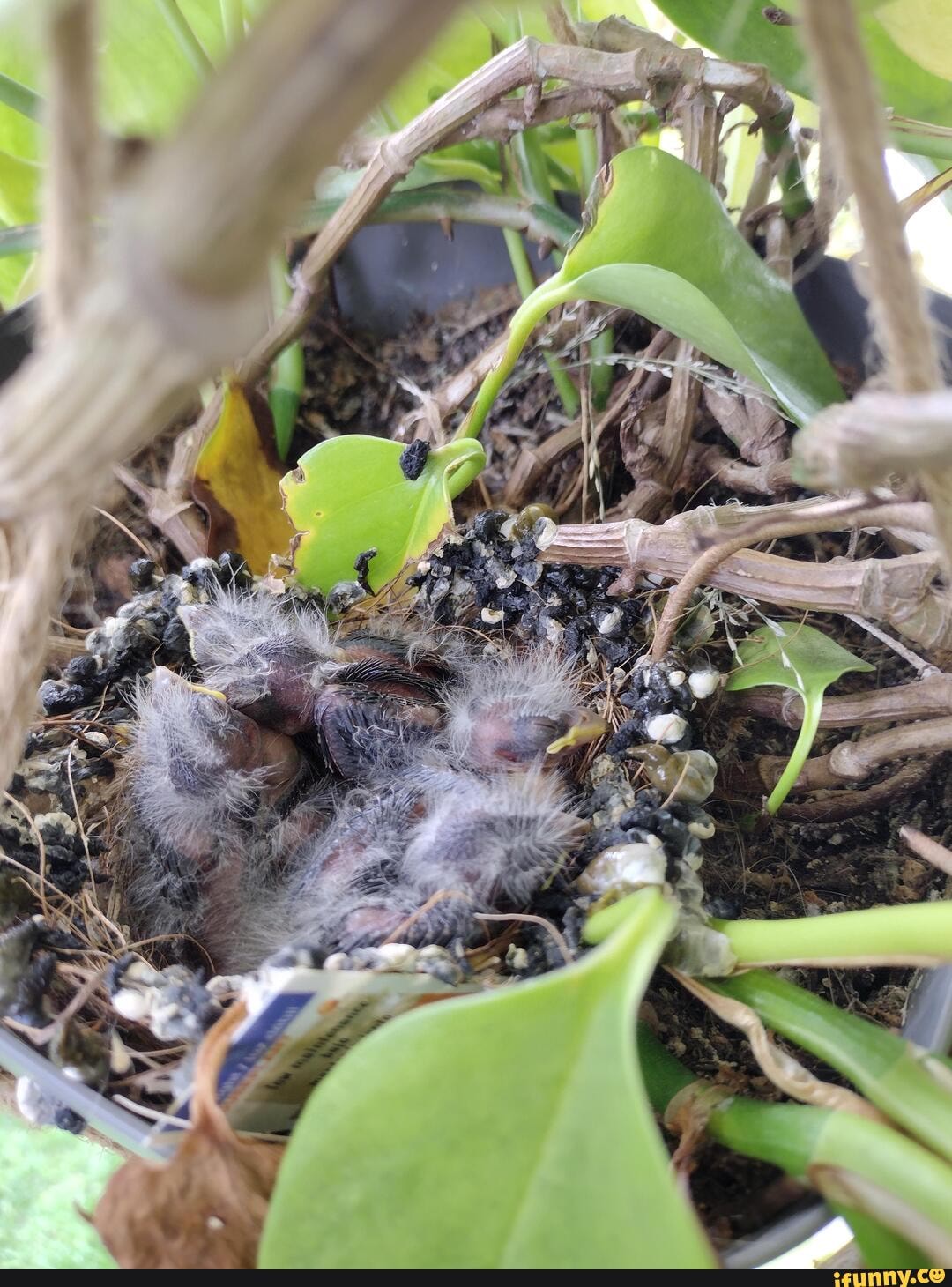 Birds_in_nest memes. Best Collection of funny Birds_in_nest pictures on ...