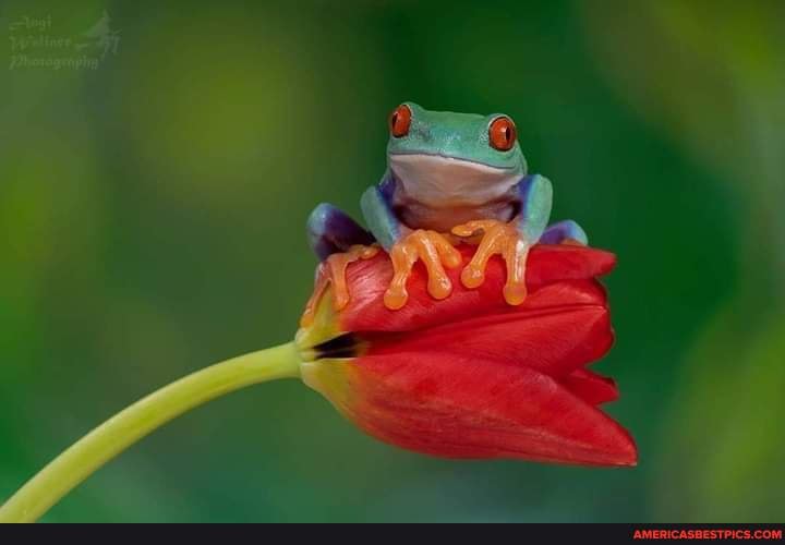 Red eyed tree frog cutie captured by Angi Wallace Photography. ~Queen ...
