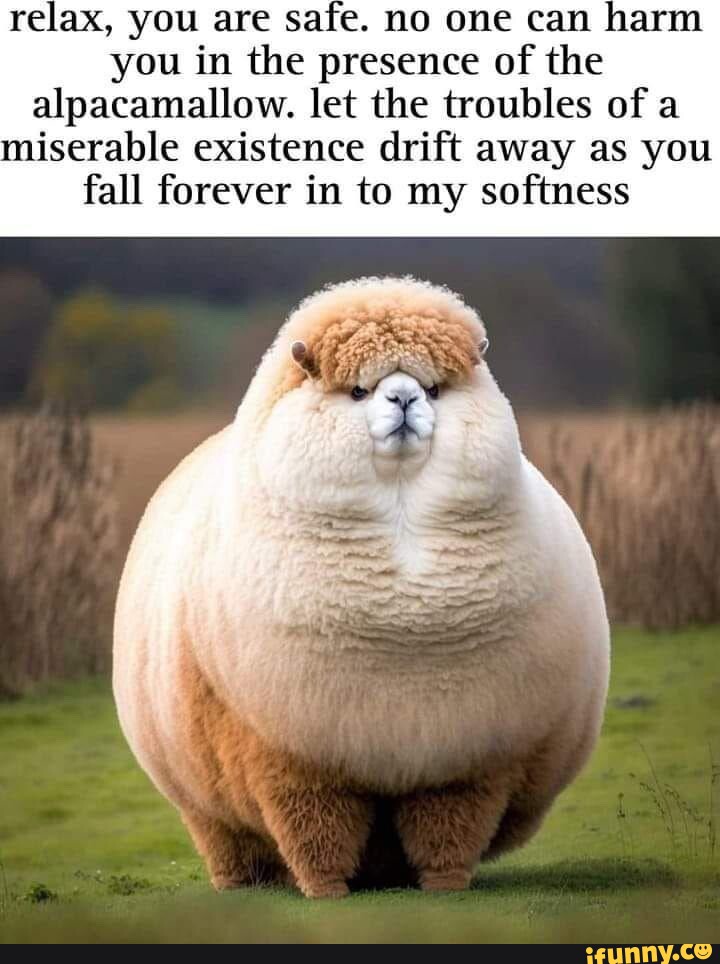 Alpacamallow memes. Best Collection of funny Alpacamallow pictures on ...