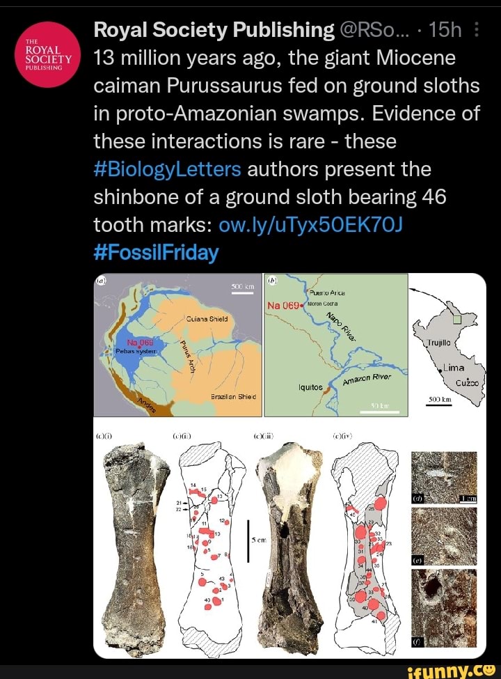 Royal Society Publishing @RSo... Soctety) 13 million years ago, the ...